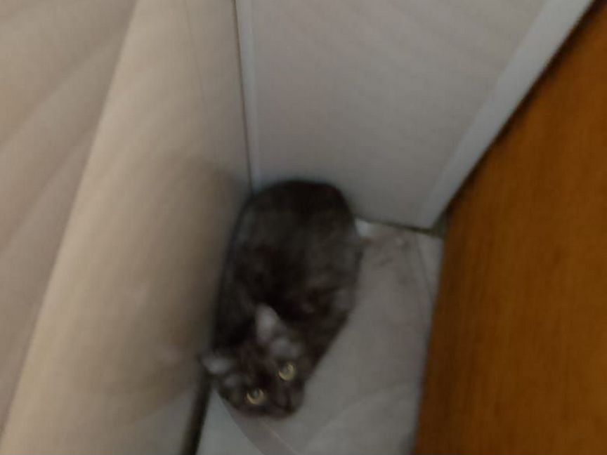 Кошки в добрые руки бесплатно