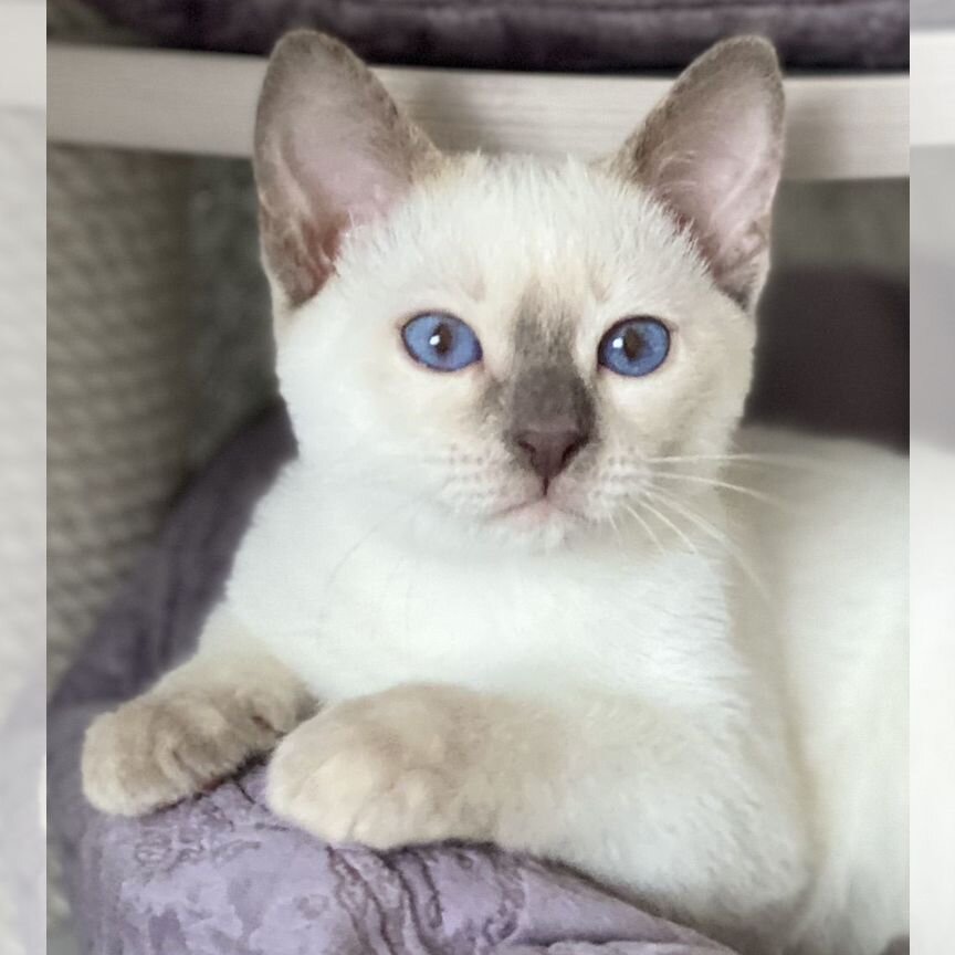 Тайские котята