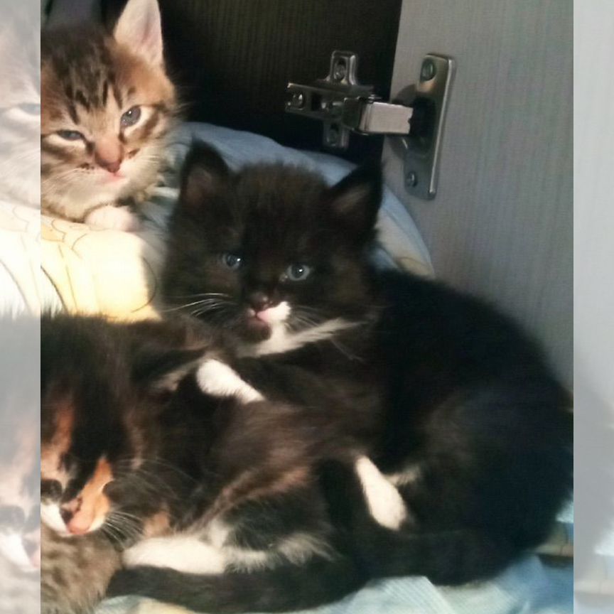 Котенок мальчик бесплатно