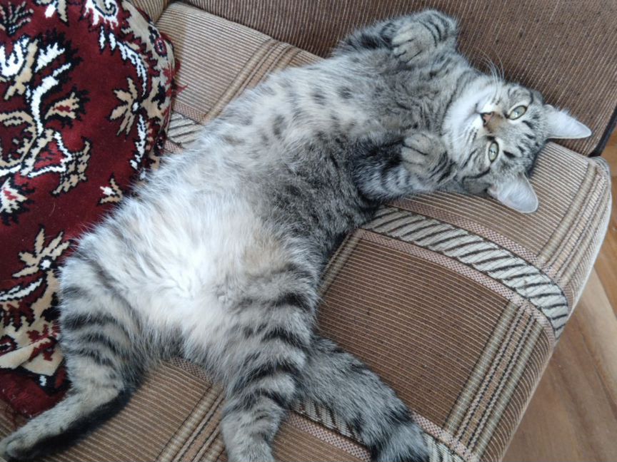 Кошечка Агата