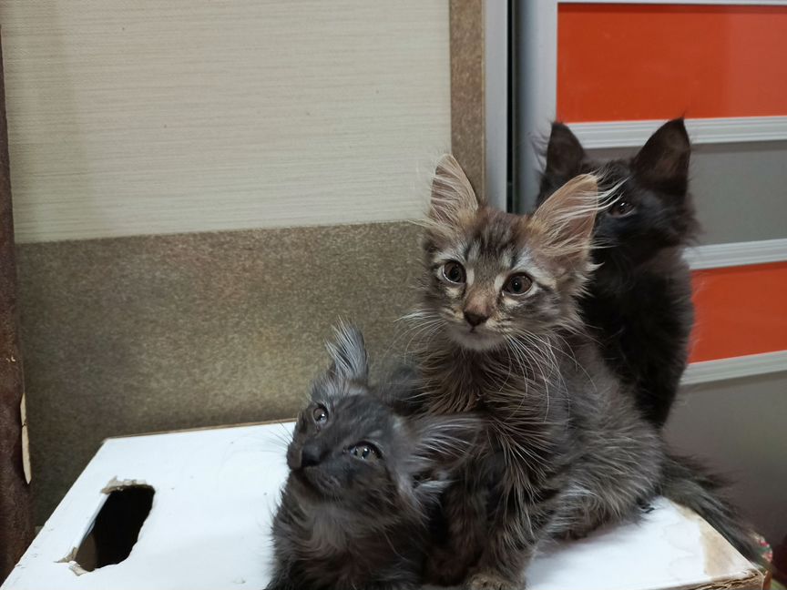 Котята