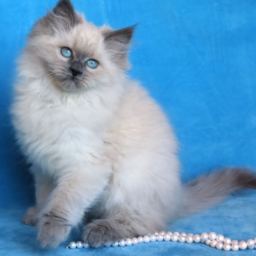 Невский маскарадный котёнок