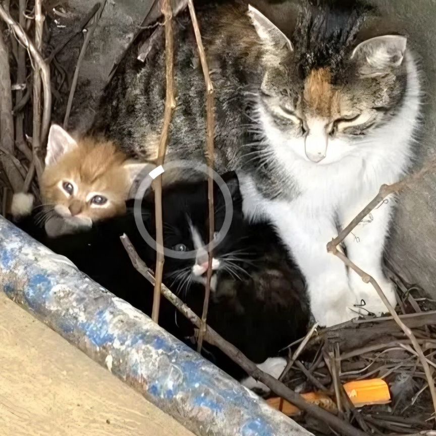 Котёнок в добрые руки