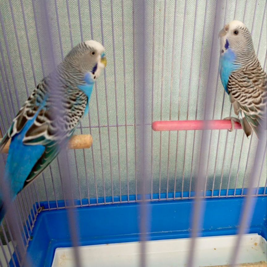 Попугаи Волнистые