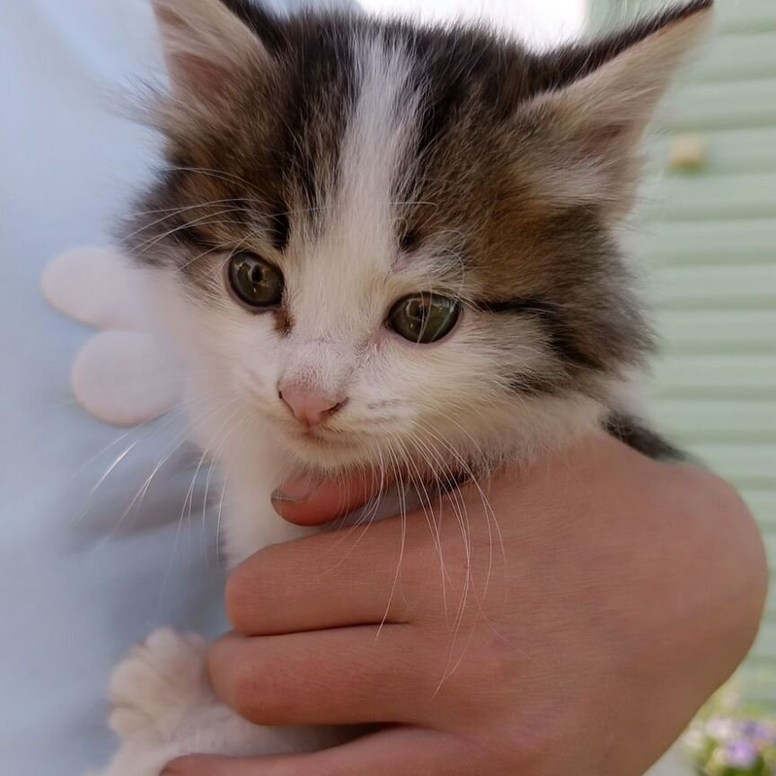 Отдам котенка в добрые руки