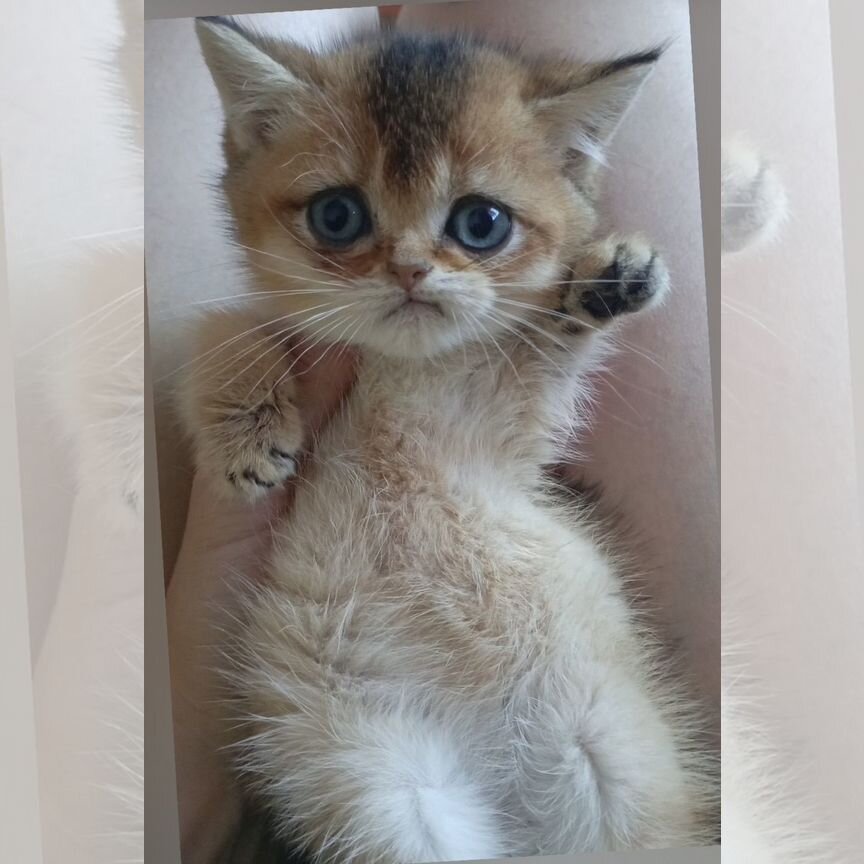 Шотландский прямоухий короткошёрстный котёнок