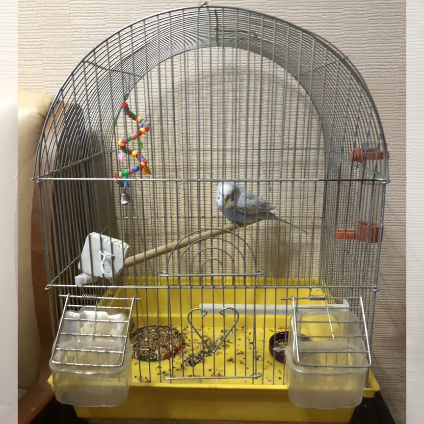 Попугай волнистый мальчик 2 года