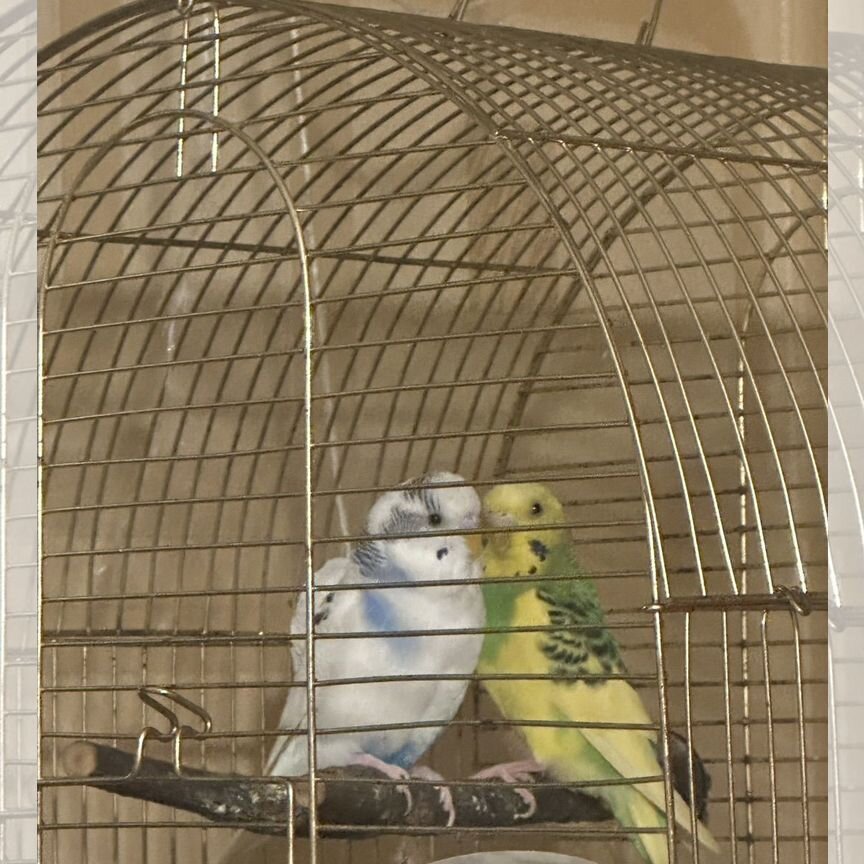 Птицы попугаи карелла