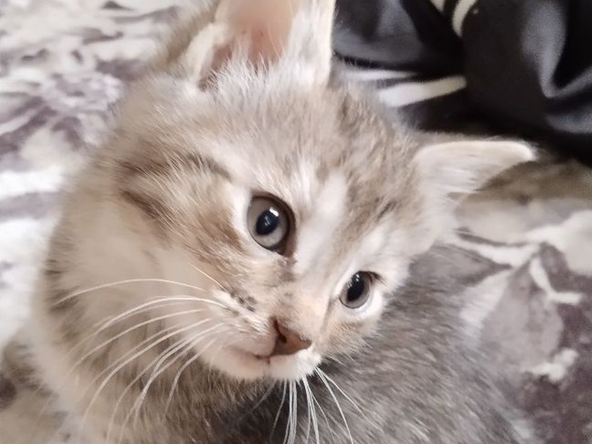 Кошечке нужна собственная семья