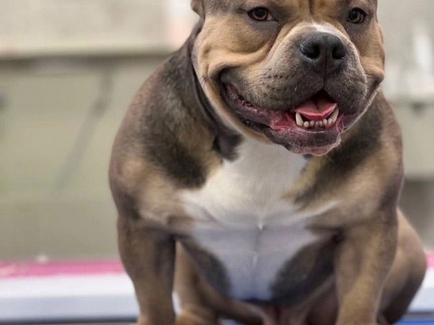 Ам булли вязка