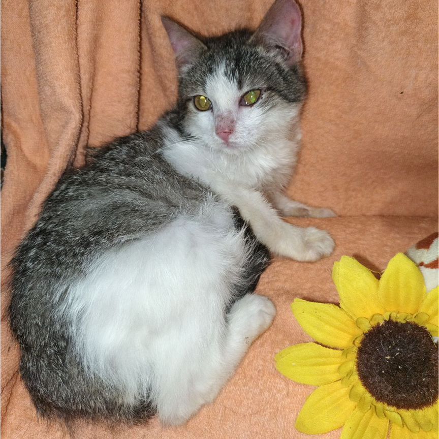 Котёнок в добрые руки