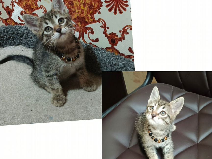 Котенок ищет семью