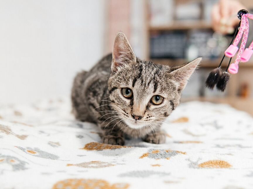Котенок в поисках дома