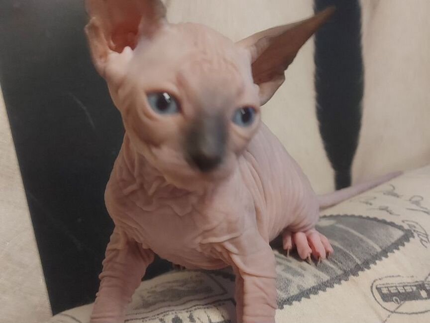 Донской сфинкс котята