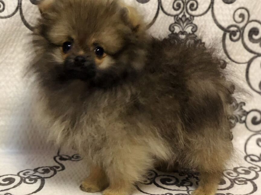 Померанский шпиц