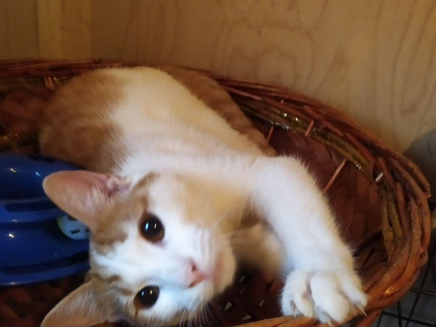 Рыжий кот в дар