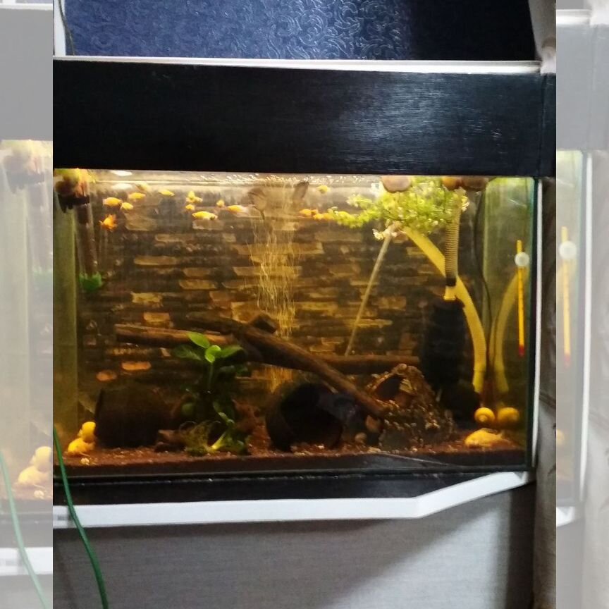 Аквариумные рыбки