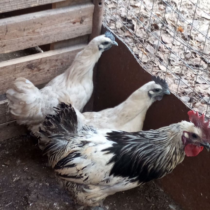 Семья лакеданзи