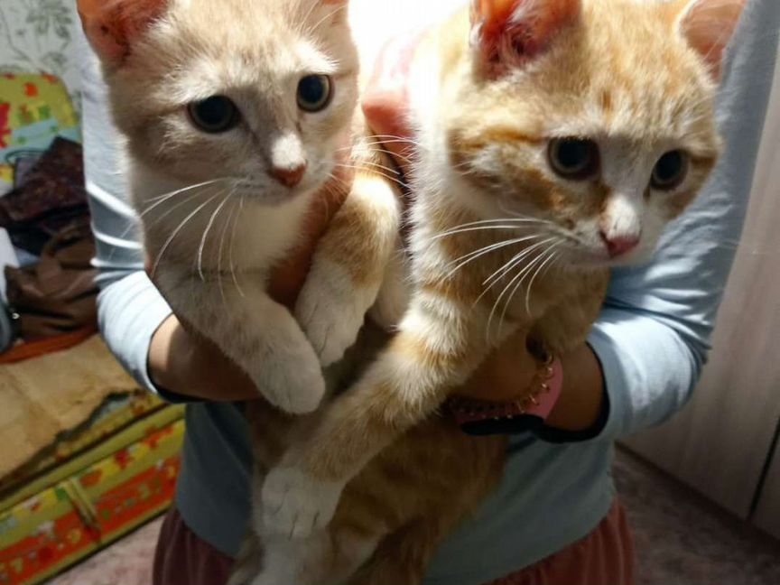 Рыжий котёнок