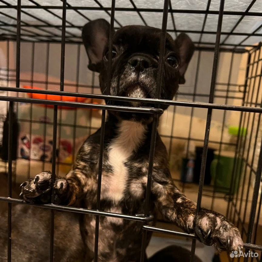 Французский бульдог