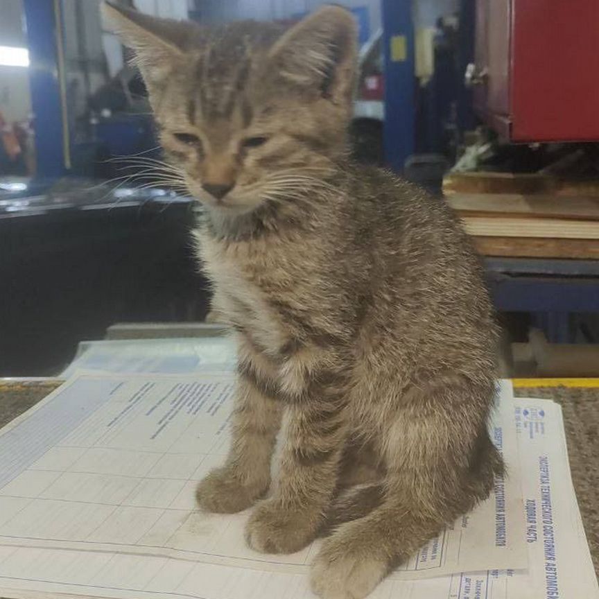 Котёнок в добрые руки