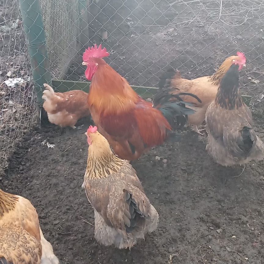 Инкубационное яйцо кур Кучинских Юбилейных