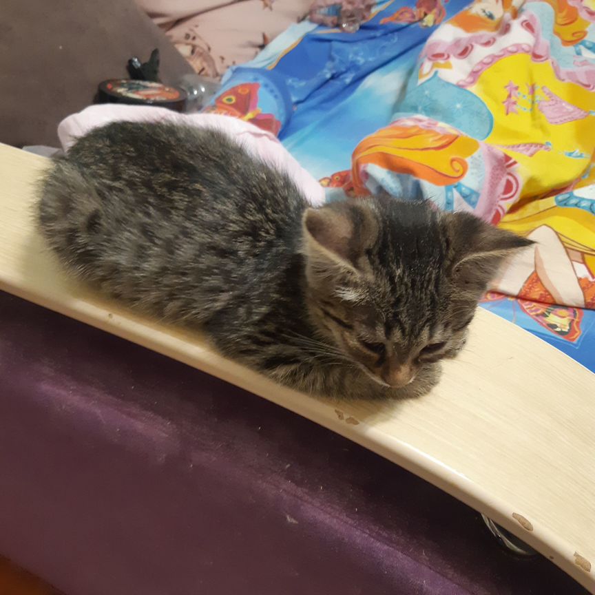 Кошечка, очень.милая игривая, есть домашнюю еду