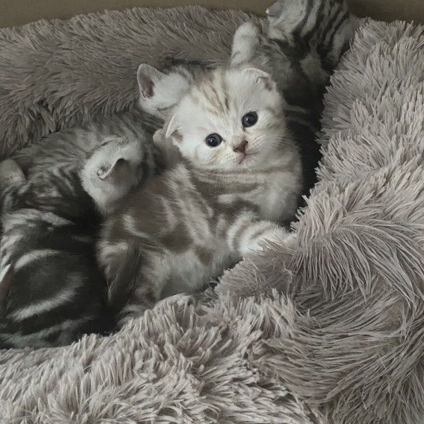 Шотландские котята