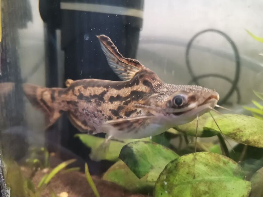 Аквариумные рыбки