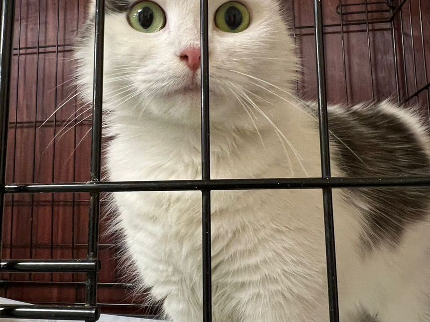 Кошечке грозит улица после стерилизации