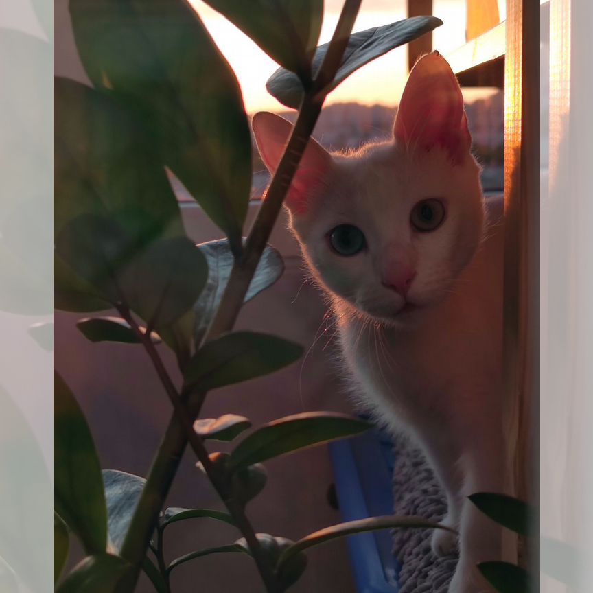 Котёнок в добрые руки