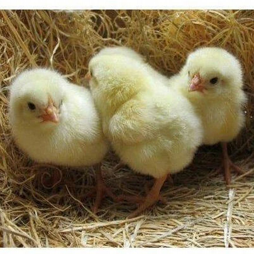 Цыплята суточные несушки