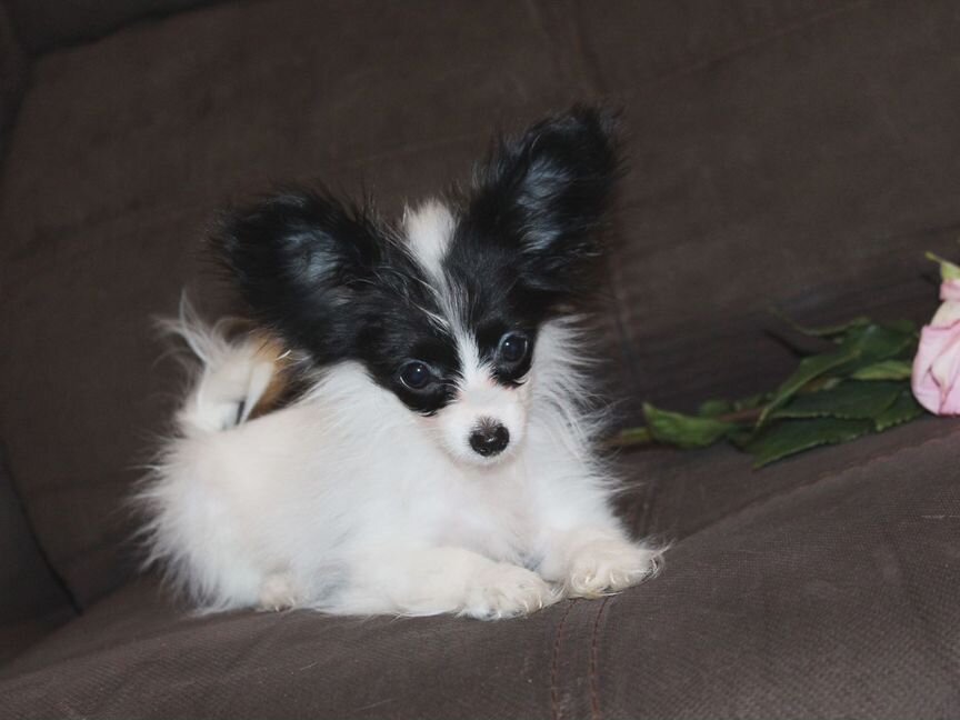 Девочка континентального той спаниеля