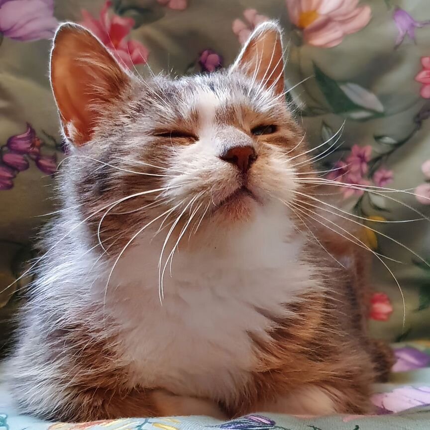 Милая котобулочка в добрые руки