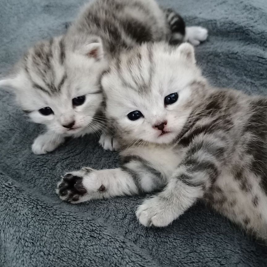 Шотландский вислоухий длинношёрстный котёнок