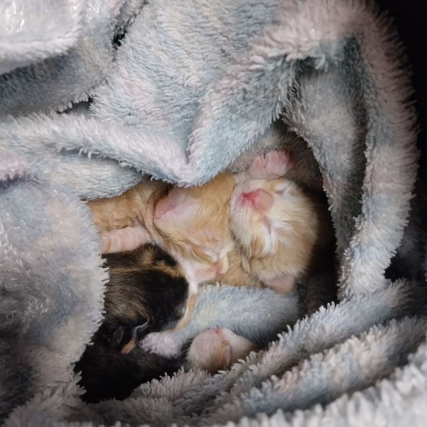 Спасенные котята