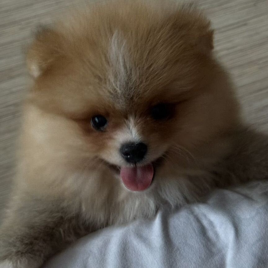 Немецкий шпиц, щенок