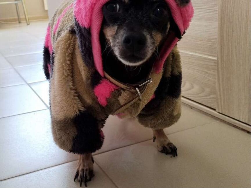 Теплый наряд для собаки