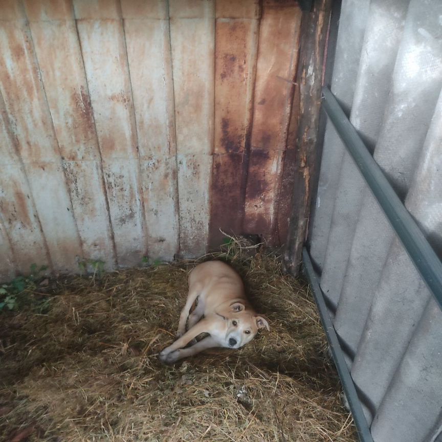 Отдам собаку Стаффорд