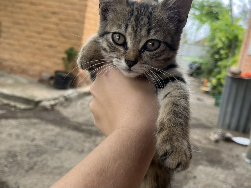 Шотландские