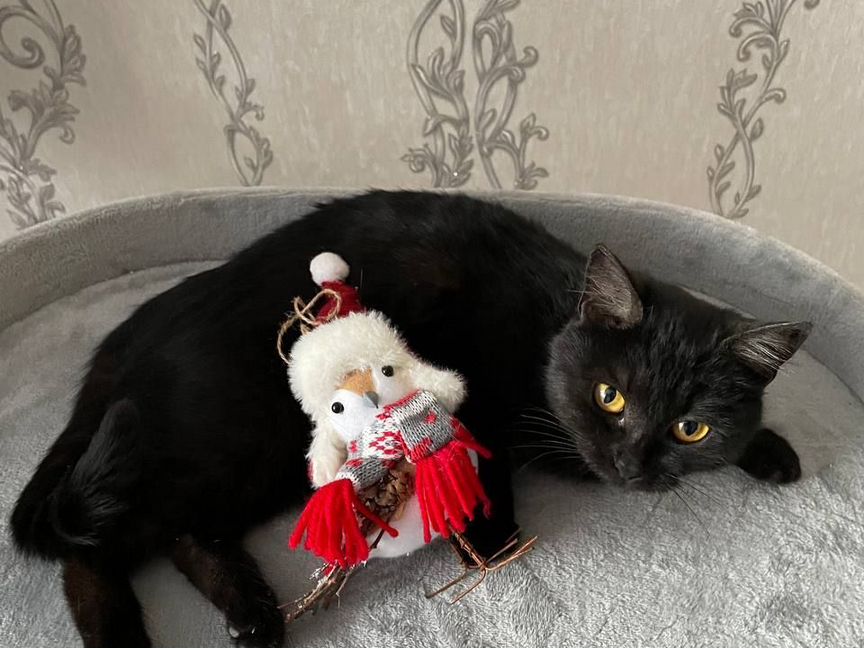 Очаровательный которебенок