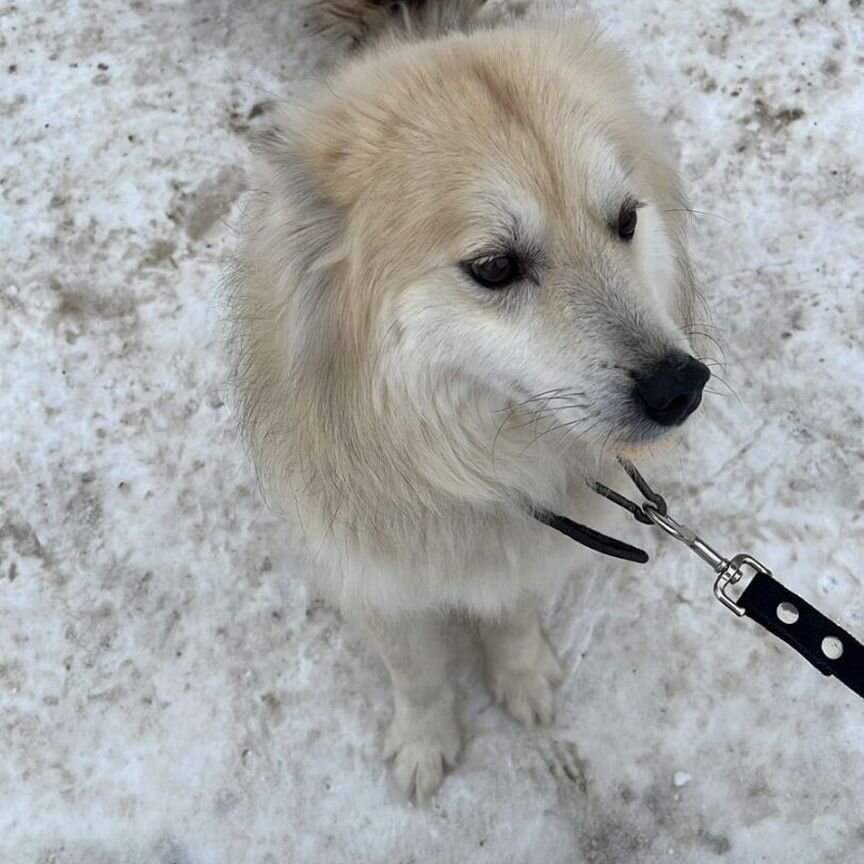 Найдена собака