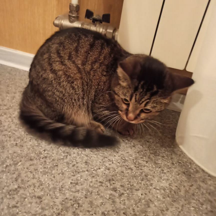 Взрослая, кошка в добрые руки