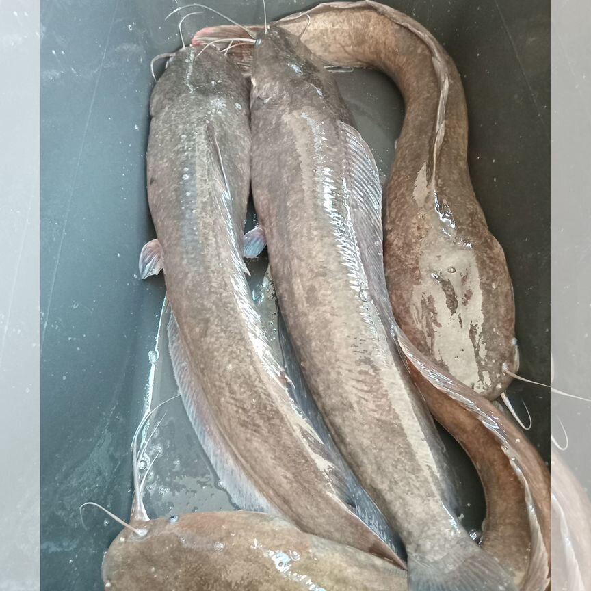 Живая Рыба Сом