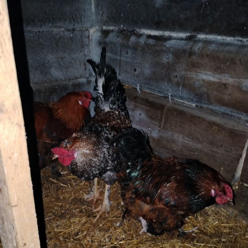 Молодые петухи