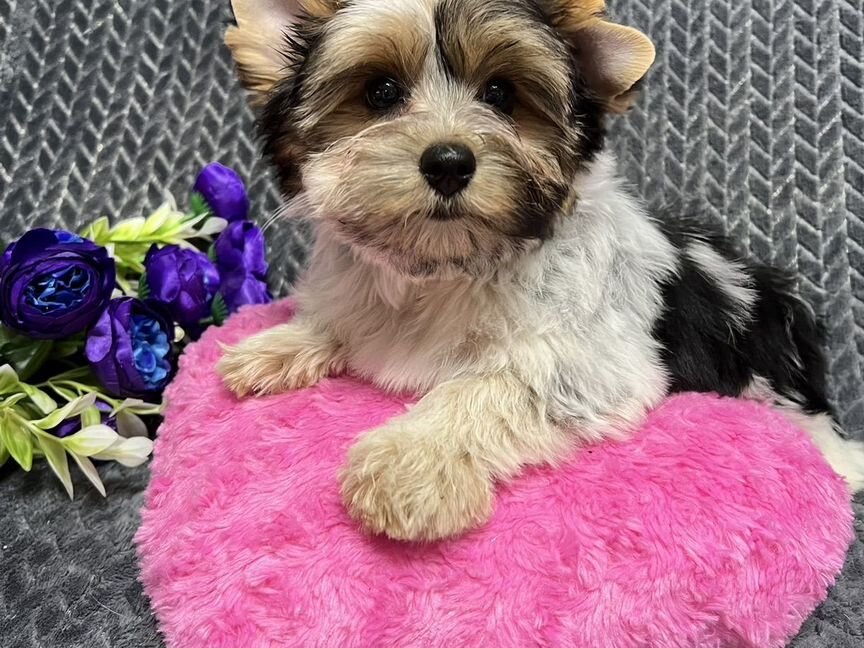 Девчонка бивер