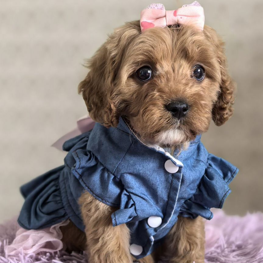 Кокапу, щенок