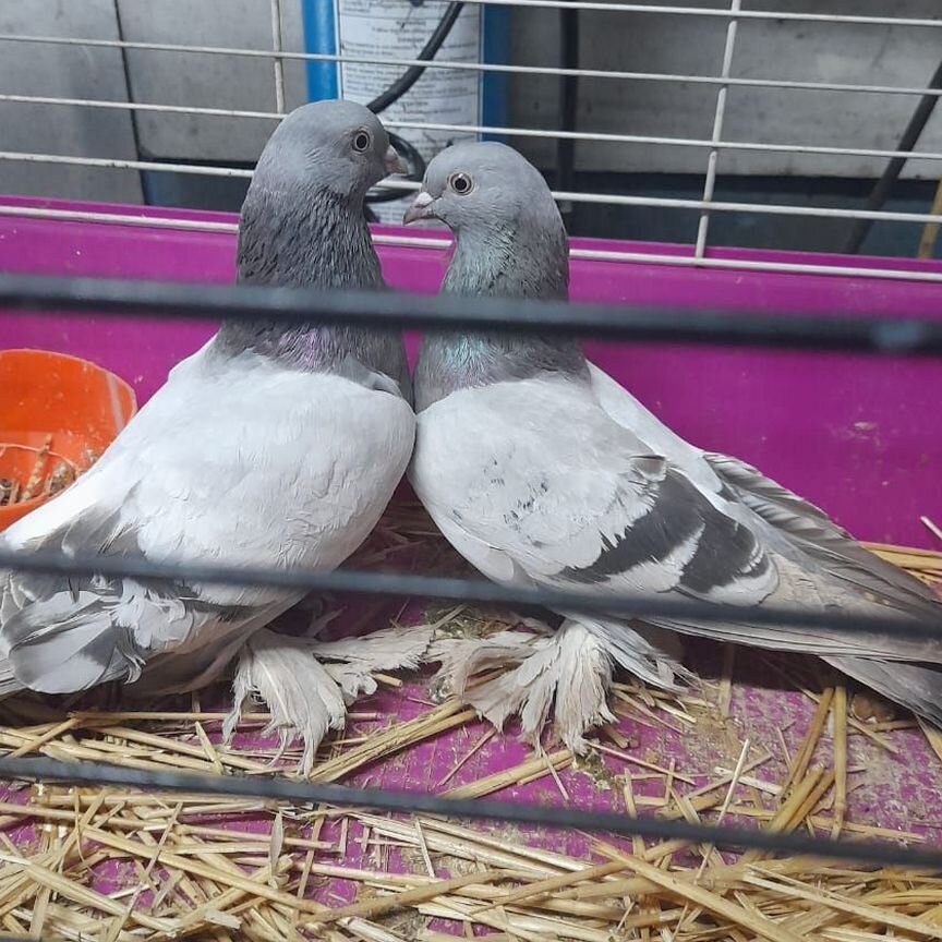 Голуби узбекские