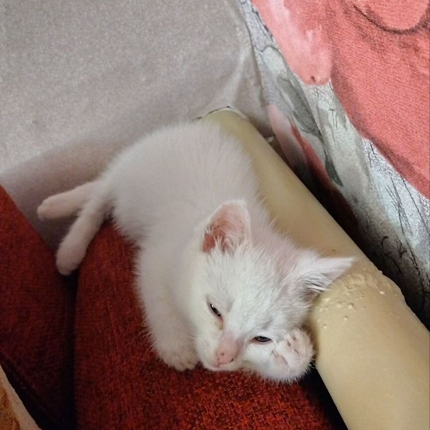 Белый котенок