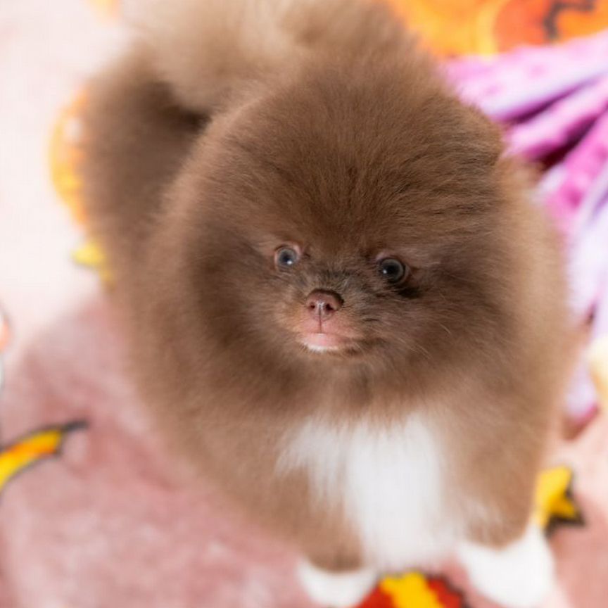 Померанский шпиц, щенок